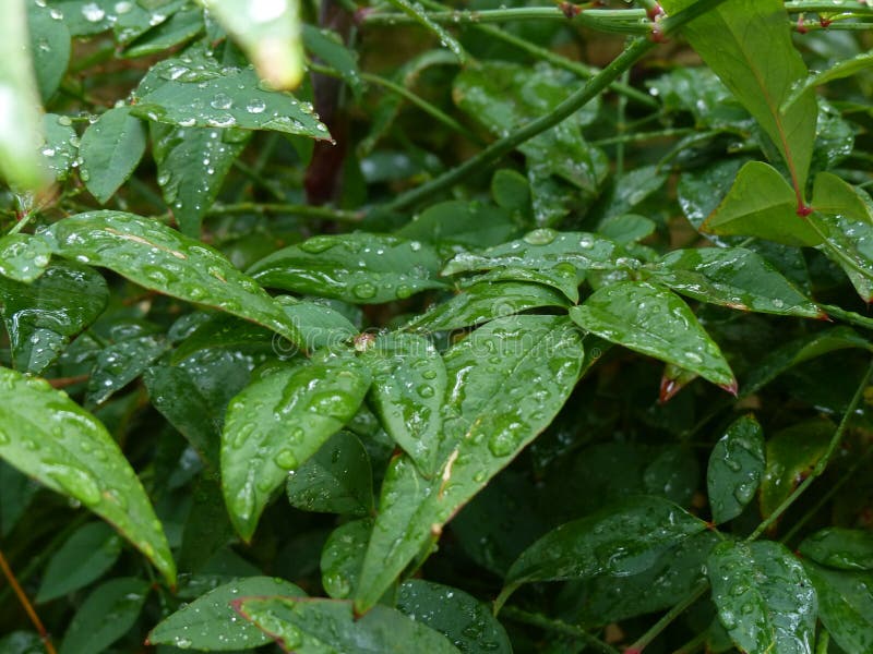 Green Bush Rain Droplets stock image. Image of leaves - 43096479