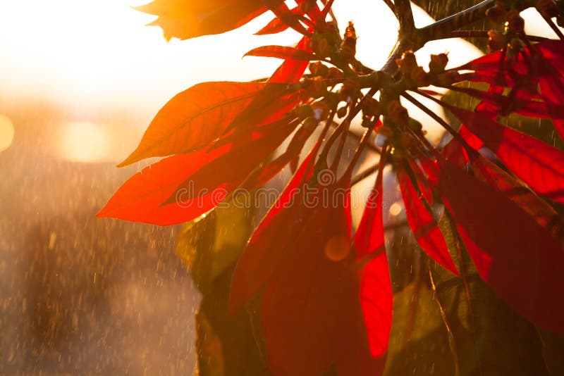 Raining on plants stock photo. Image of flower, plants - 168828392