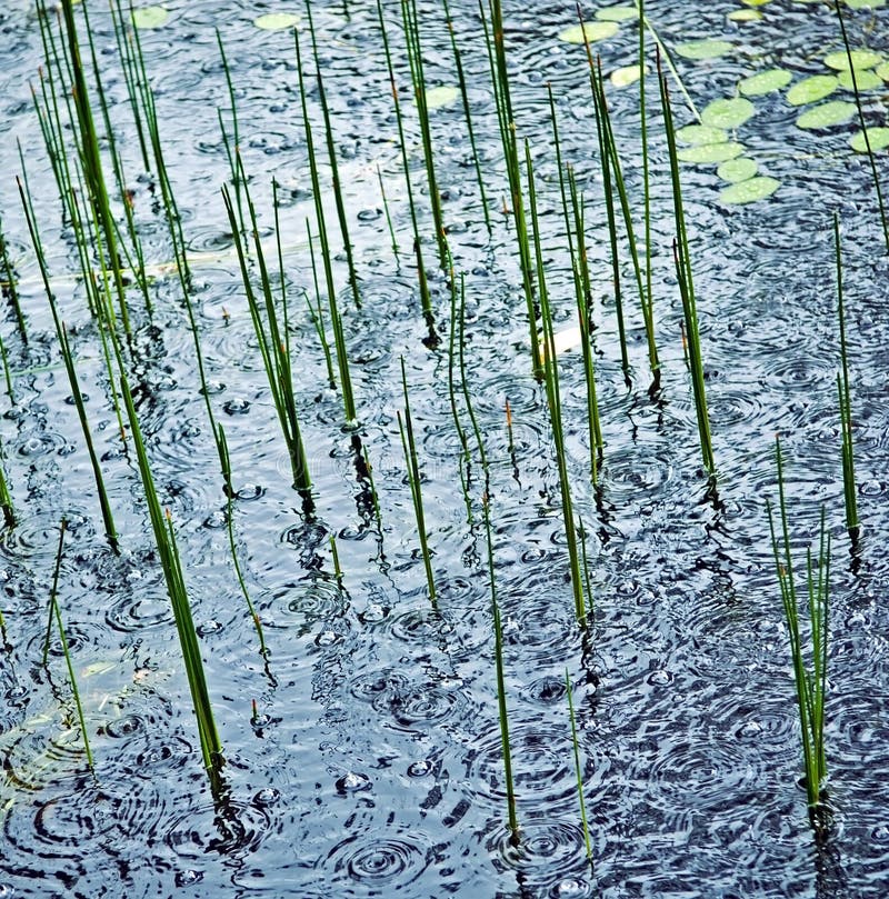 Rain on Pond stock photo. Image of leaves, lilly, raining - 18452680