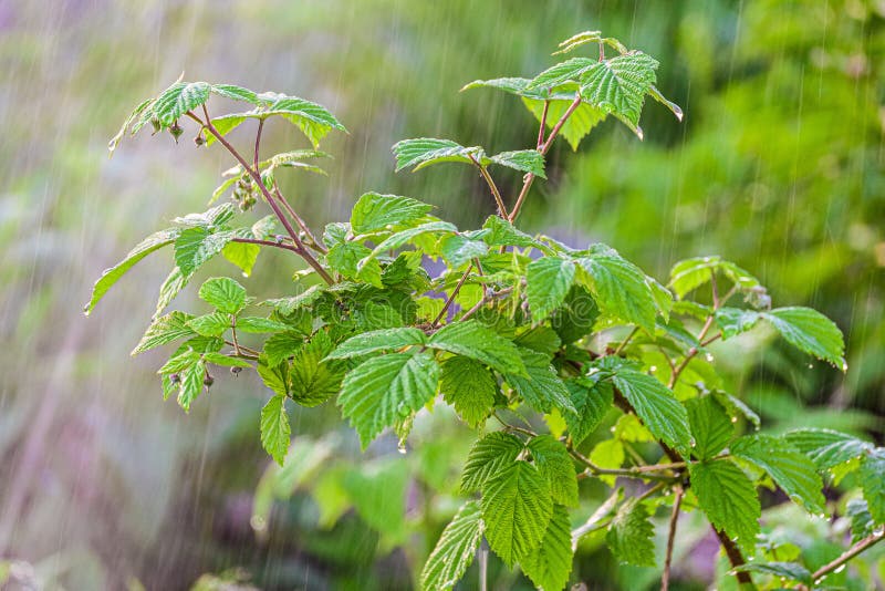 Rain Pours in Garden. Irrigation of Raspberry Stem Stock Photo - Image ...