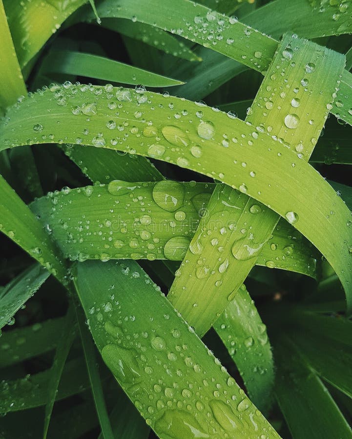 After the rain. stock photo. Image of vsco, naturelovers - 197178090