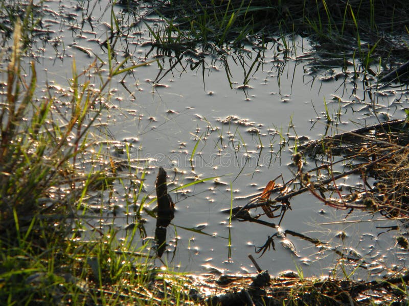 Rain Puddle in the Countryside Stock Image - Image of plant, tree ...