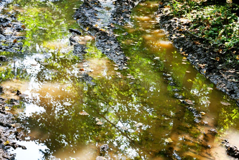 Trees Reflecting in Puddle of Rain Water Stock Image - Image of stones ... Trees Reflecting in Puddle of Rain Water Stock Image - Image of stones ...