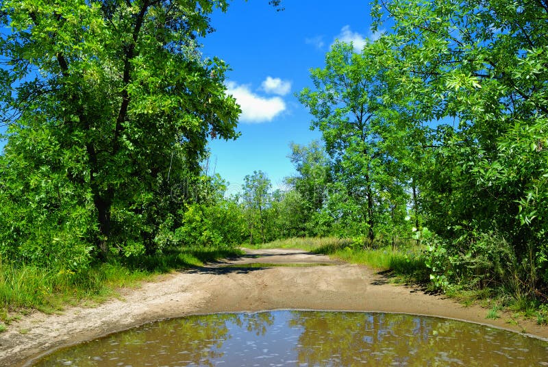 Rain Puddle on Road and Trees Stock Photo - Image of puddle, dirt: 20853614