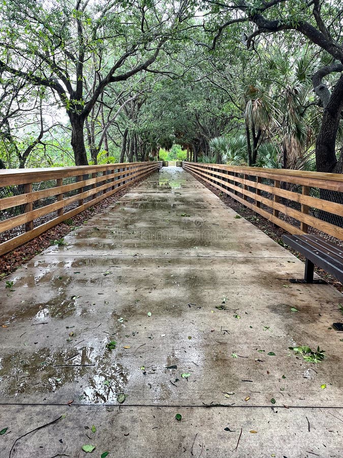 Rain Puddles on a Tree Covered Path Stock Image - Image of branch ...