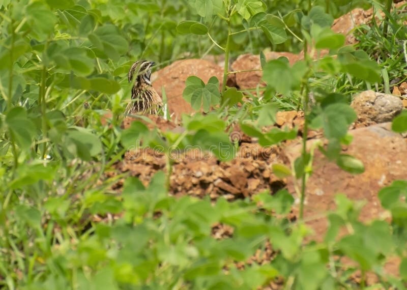 Rain Quail Hiding in Green Foliage Stock Photo - Image of nature, fauna ...