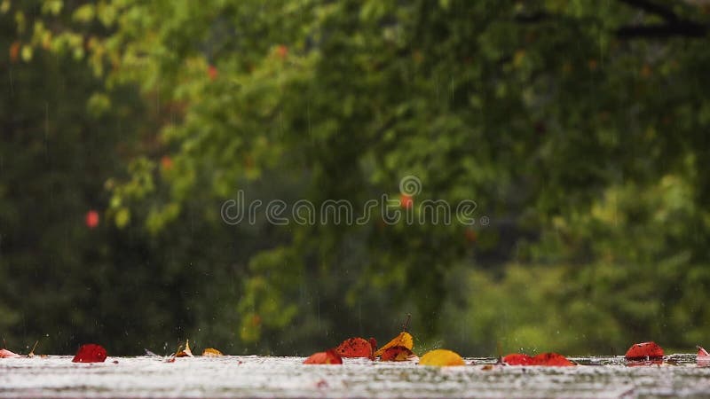 Rain and Raindrops Falling on Maple Leaves and Fallen Leaves, Autumn ...