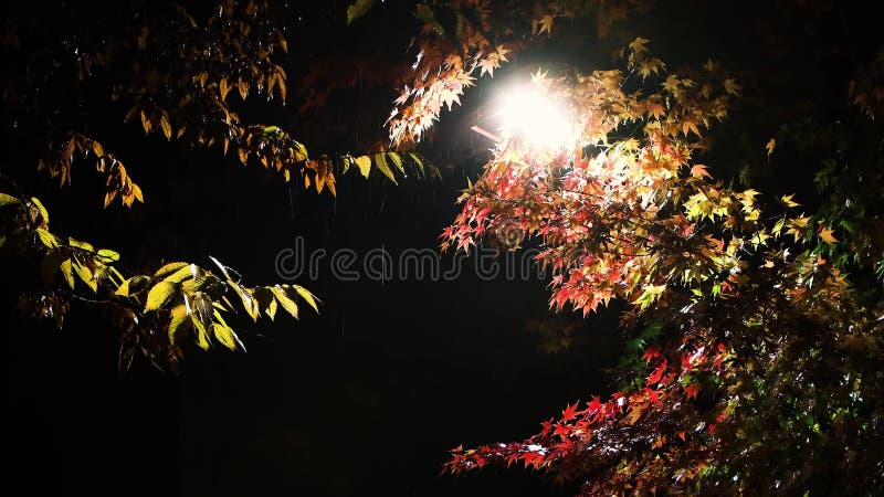 Rain and Raindrops Falling on Maple Trees in Autumn Night Stock Video ...
