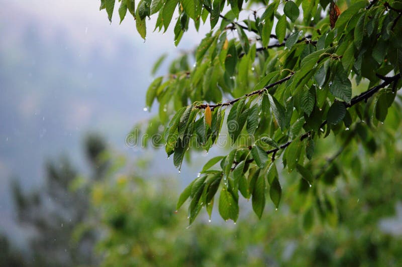 Rain and Raindrops on the Leaves of a Tree Stock Photo - Image of leaf ...