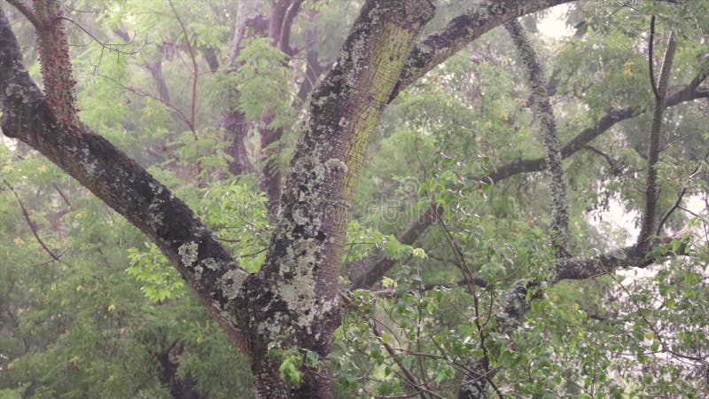 Rain in the Rainforest in a Relaxing Setting with Original Ambient ...