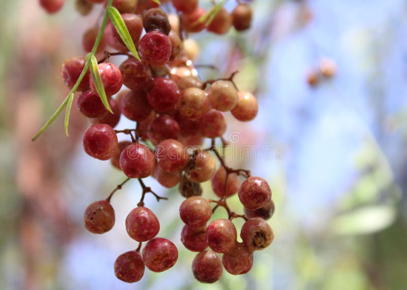 After the Rain, Red Forest Fruits. Touch of Spring Stock Photo - Image ...