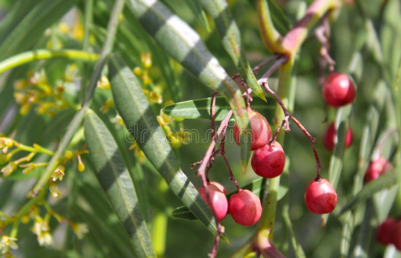 After the Rain, Red Forest Fruits. Touch of Spring Stock Photo - Image ...