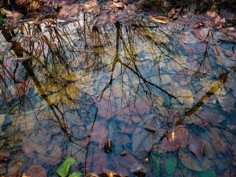 After Rain Reflection on Puddle. Tree and Sky in Puddle Reflection ...