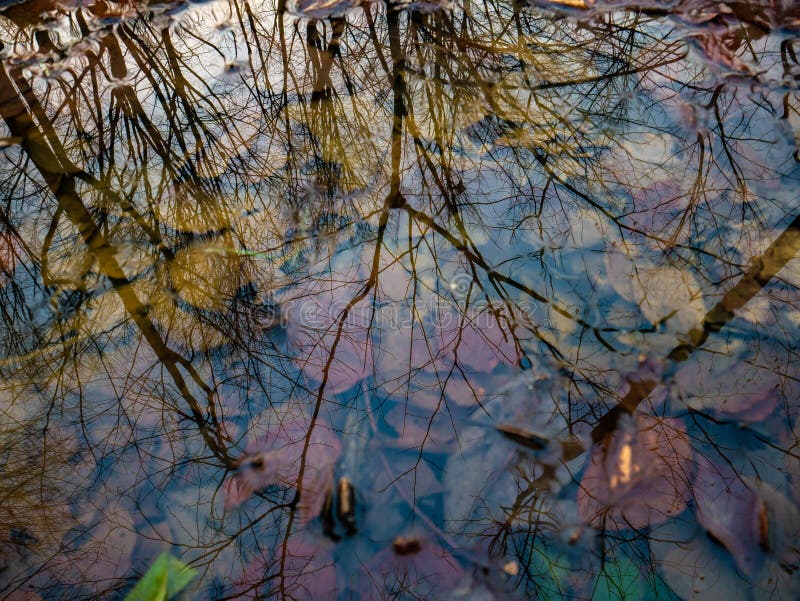 After Rain Reflection on Puddle. Tree and Sky in Puddle Reflection ...