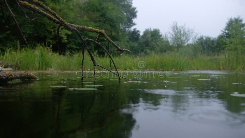 Rain in a riverside forest stock video. Video of upper - 195212651