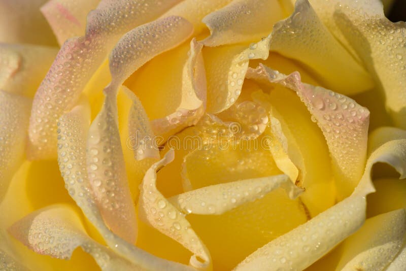 After the rain of rose stock image. Image of yellow, drip - 49042567