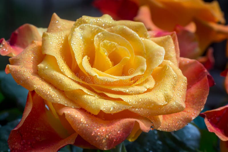 Rain rose stock photo. Image of beauty, passion, closeup - 59847716