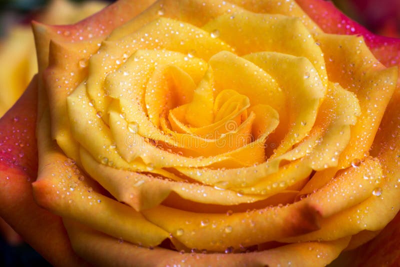 Rain on Rose stock image. Image of beautiful, drop, love - 17567079