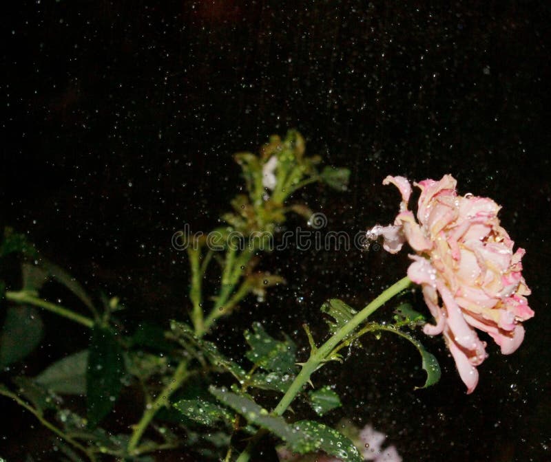 Rain stock photo. Image of night, rose, rain, beauty - 176804622