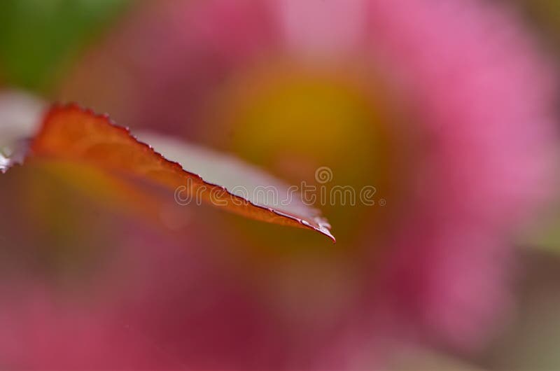 Rain on Rose Leaf with Flower Behind Stock Image - Image of spring ...