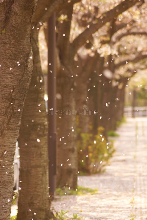 Sakura After Rain, Flowering Tree With Pink Flowers Water Droplets ...