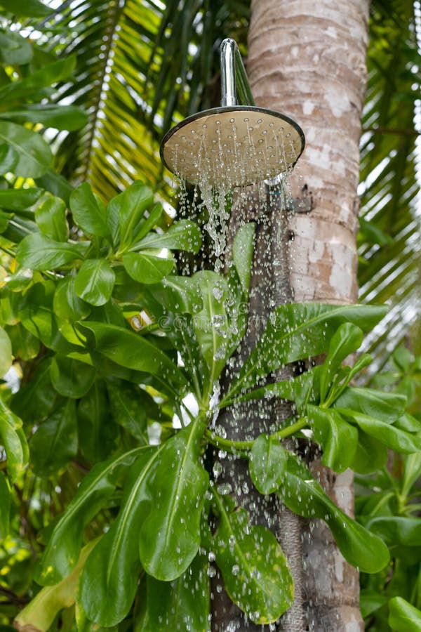 Maldives Rain Shower Tree Resort Stock Photos - Free & Royalty-Free ...