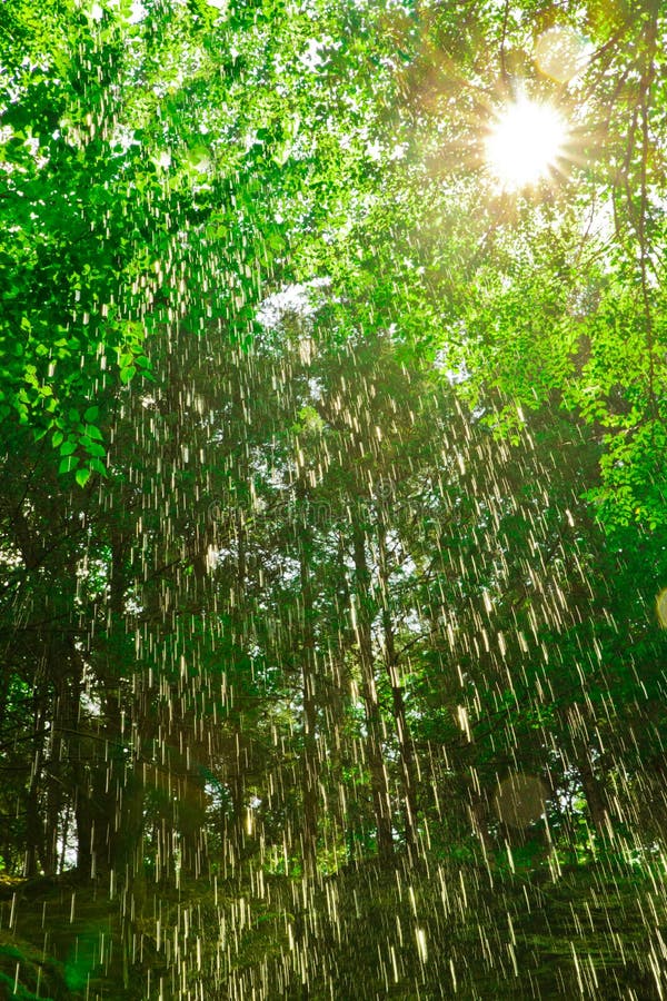 Rain Shower Trees stock image. Image of green, forest - 98041839