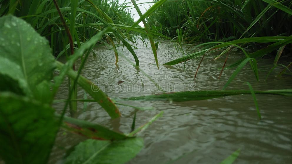 After the Rain in this Small River, it is so Beautiful Stock Image ...