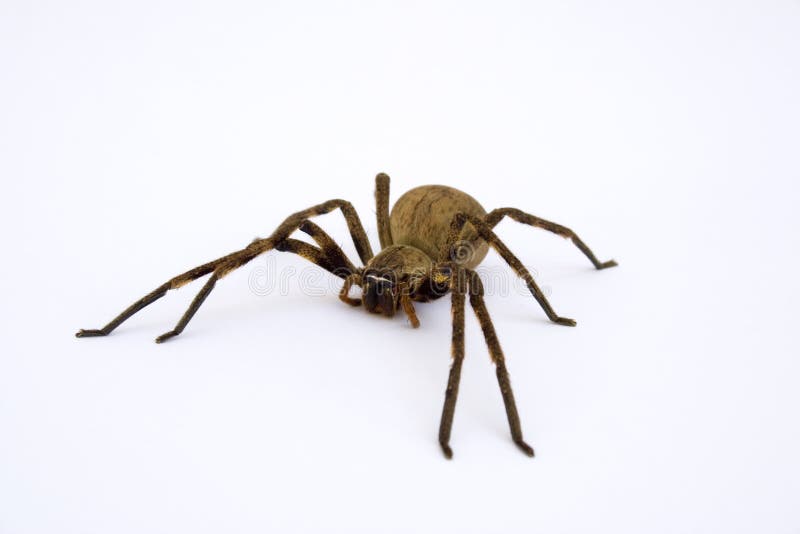 Rain Spider (Palystes Superciliosus) (0597) Stock Photo - Image of ...