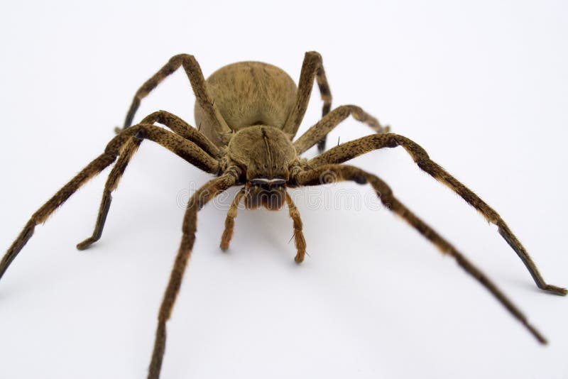 Rain Spider Picture. Image: 4397451