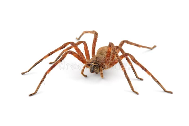 Rain spider stock image. Image of abdomen, frightening - 4929815