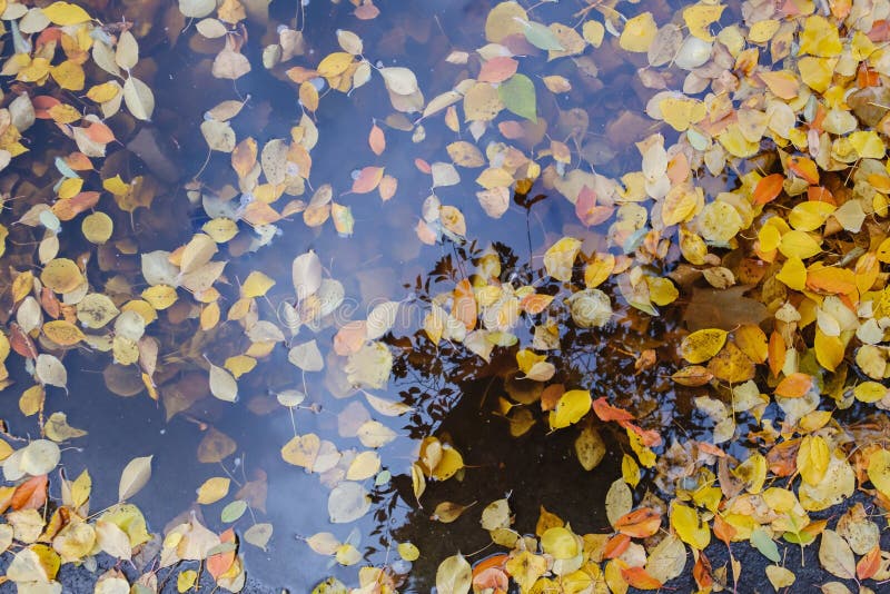 Rain Splashing into a Pond in the Fall Stock Image - Image of bright ...