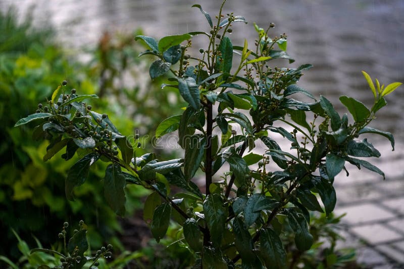 Rain with Splashing Water Droplets Photographed in Spring in Germany ...
