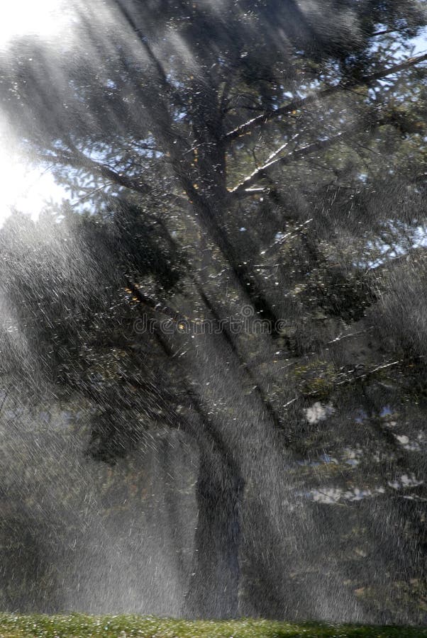 Rain Storm on Trees with Sunlight Stock Photo - Image of preserve ...
