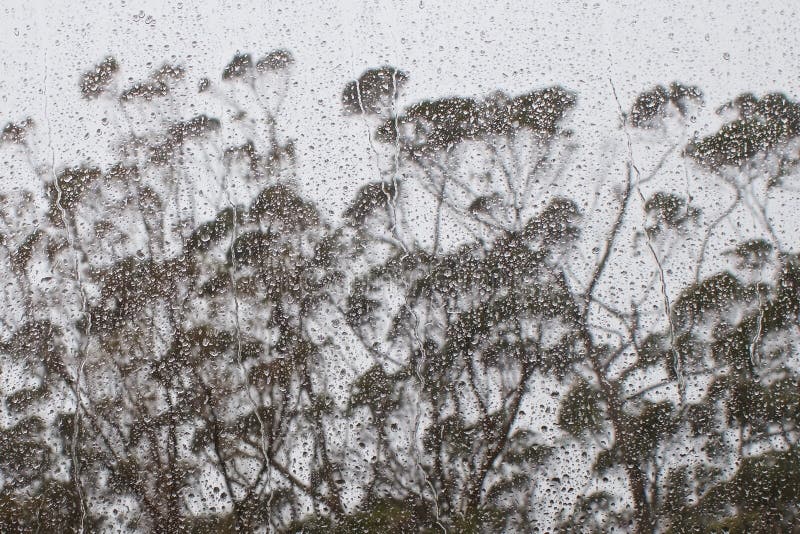Rain Streaming Down Glass of a Window with Eucalyptus Trees Beyond ...