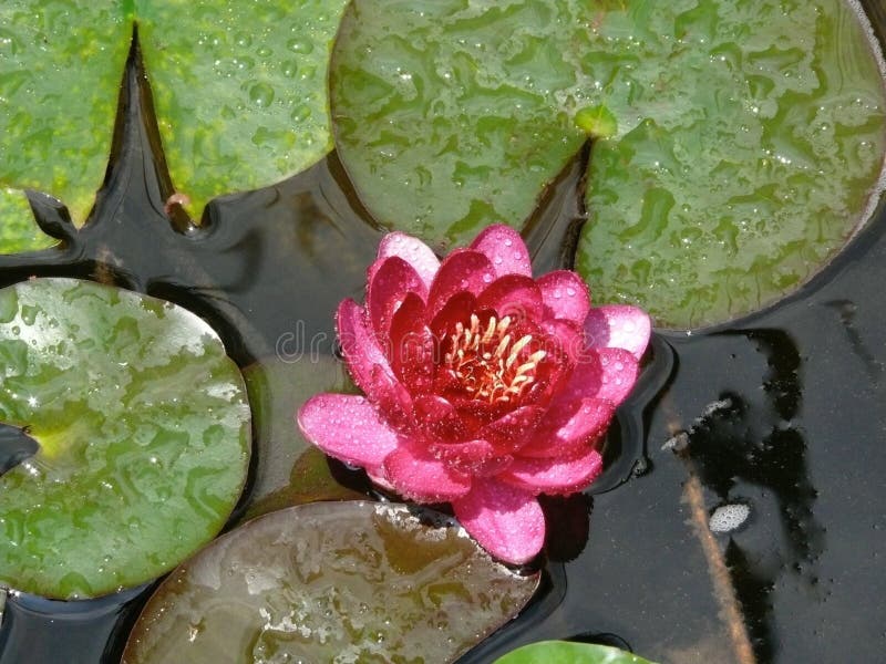 After the Rain stock image. Image of rain, fall - 126649311
