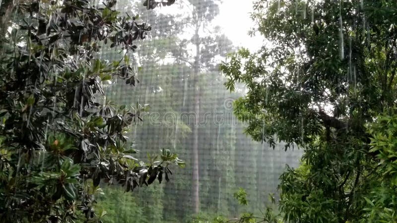 Rain on a Sunny Day between Trees Stock Video - Video of rain, sunny ...
