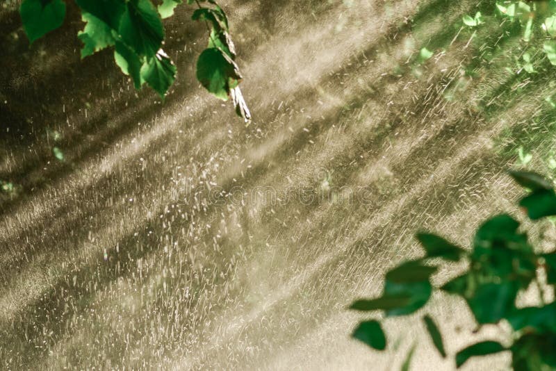 Six on Saturday – Invitation to the Garden