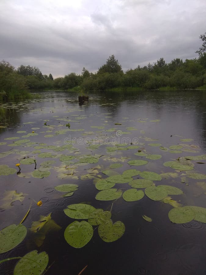 Rain stock image. Image of reservoir, water, wetland - 251884305