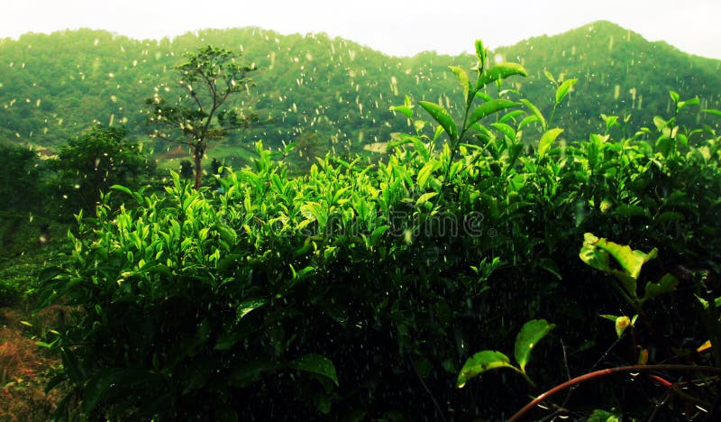 Rain in the Tea Garden, Cool and Refresh the Eyes Stock Photo - Image ...