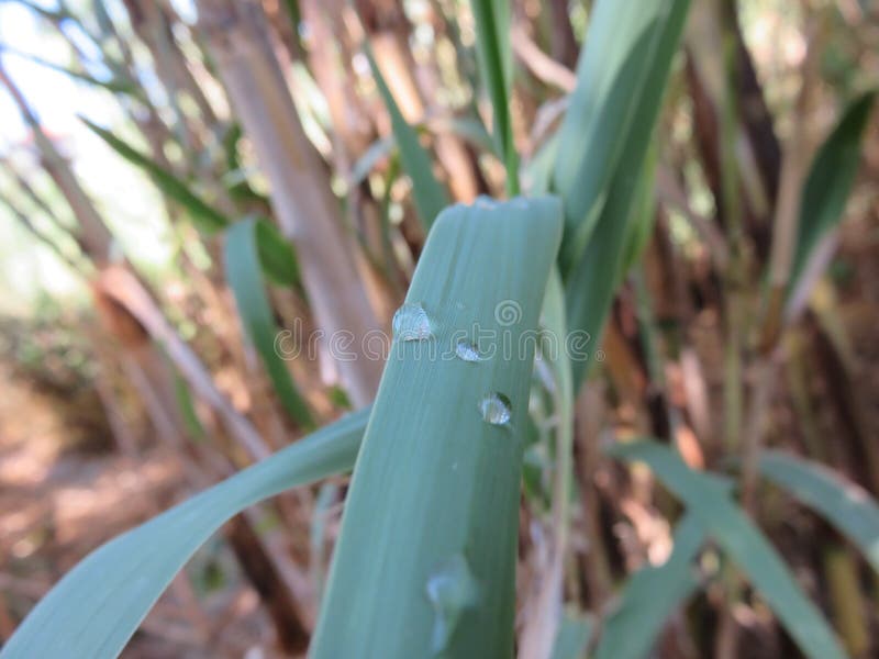Gocce di rugiada stock photo. Image of looking, reflection - 134122496