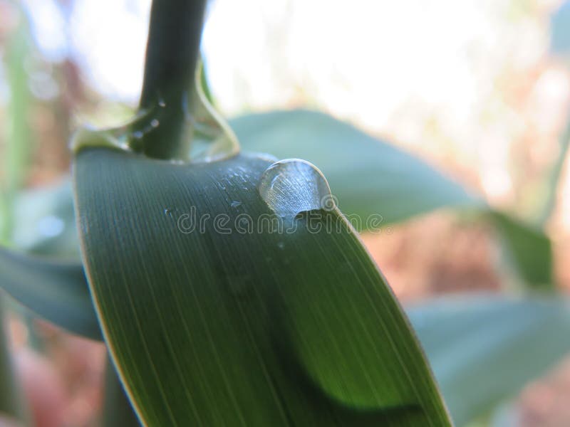 Gocce di rugiada stock image. Image of drops, reflection - 134122513