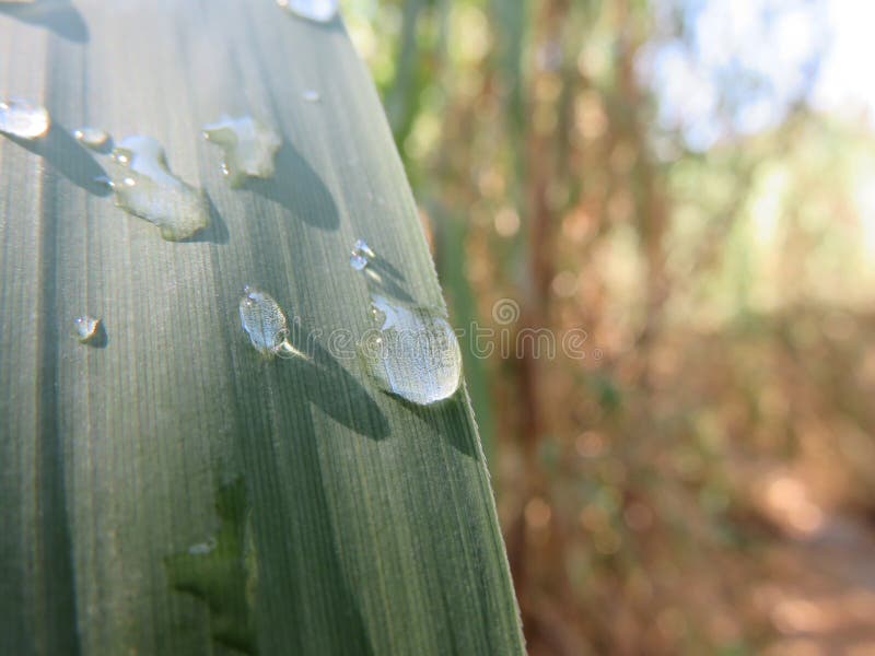 Gocce di rugiada stock image. Image of natural, inside - 134122561
