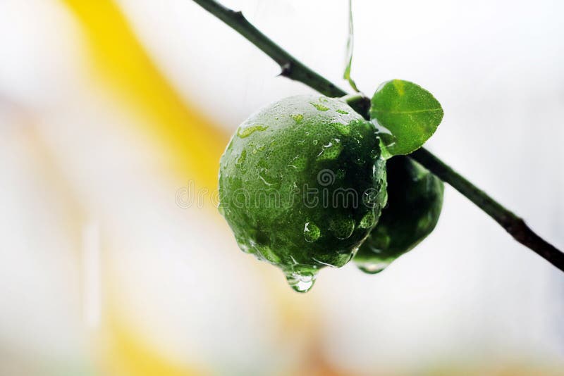 After the Rain, There Will Be Drops of Water on the Lemon Lime and Then ...