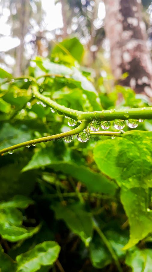 After the Rain Time Leef with Water Beuty Natural Stock Photo - Image ...