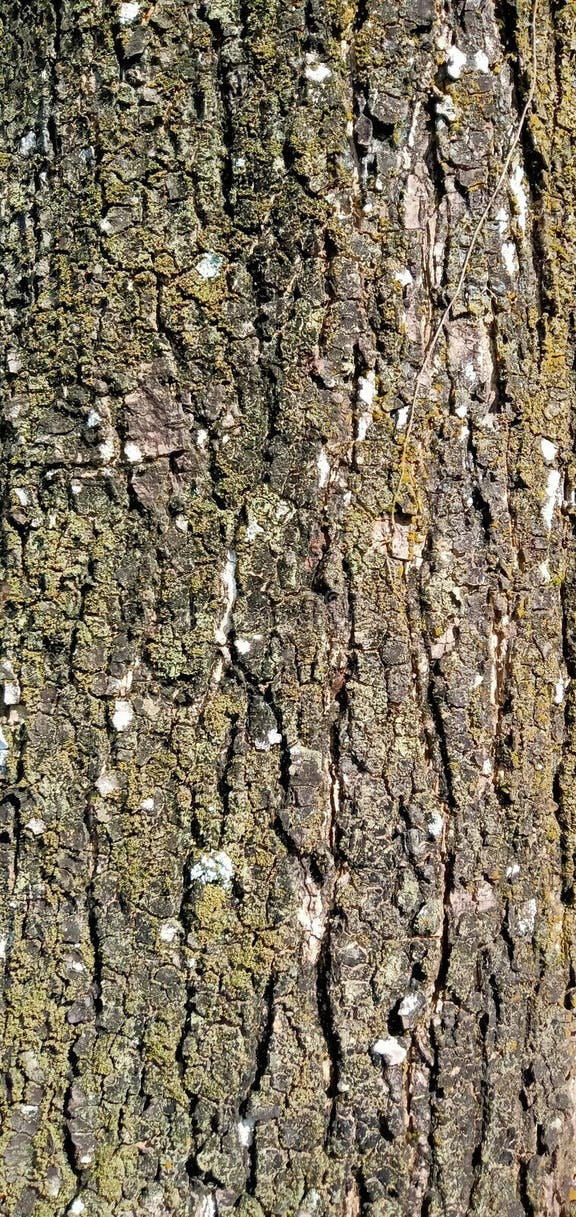 Rain tree bark texture stock image. Image of brazilian - 324120823