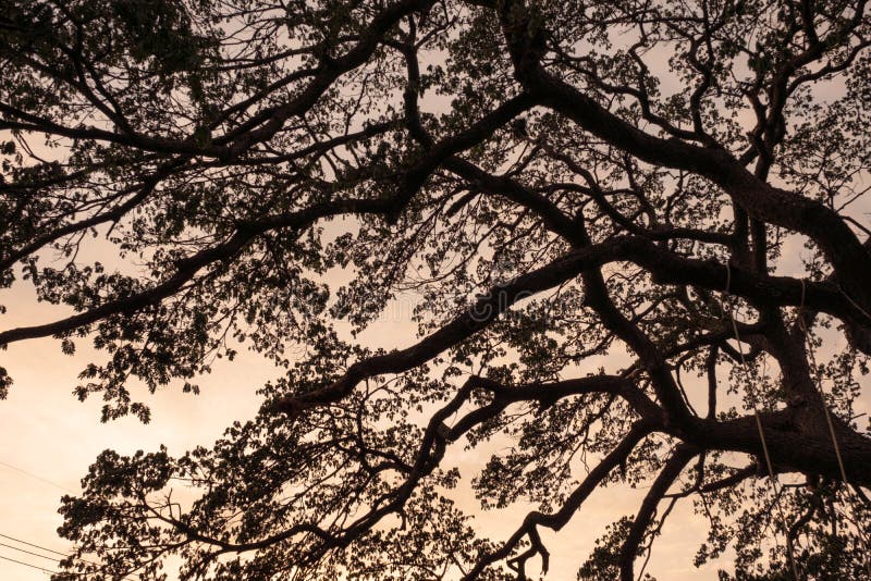 Rain Tree with Big Branch Cover Shady at Evening Stock Photo - Image of ...
