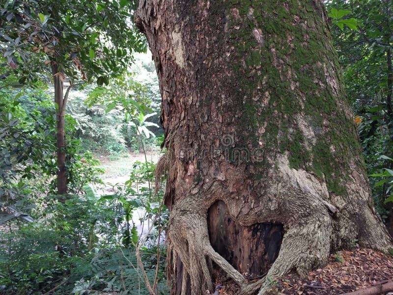 Rain tree stock image. Image of time, shape, rain, bottom - 77355777