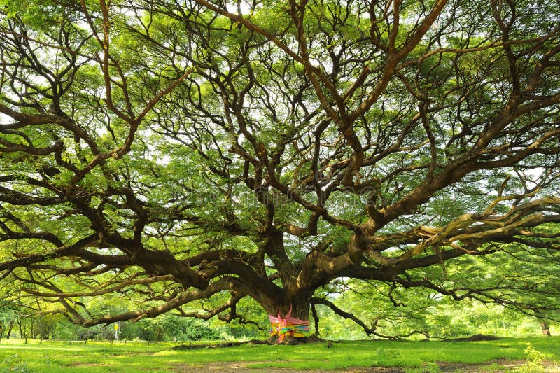 Rain tree stock photo. Image of textured, plant, bush - 47223412