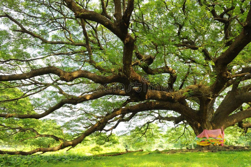 Rain tree stock photo. Image of summer, plant, season - 47223416
